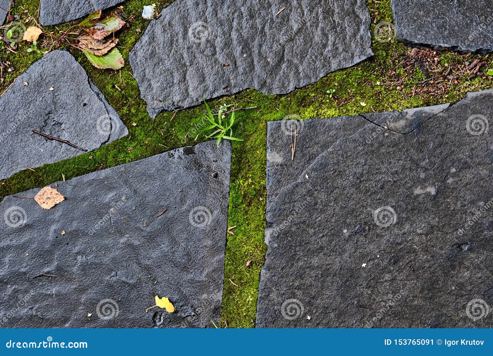 Stone Path in the Moss after the Rain Stock Image - Image of nature ...