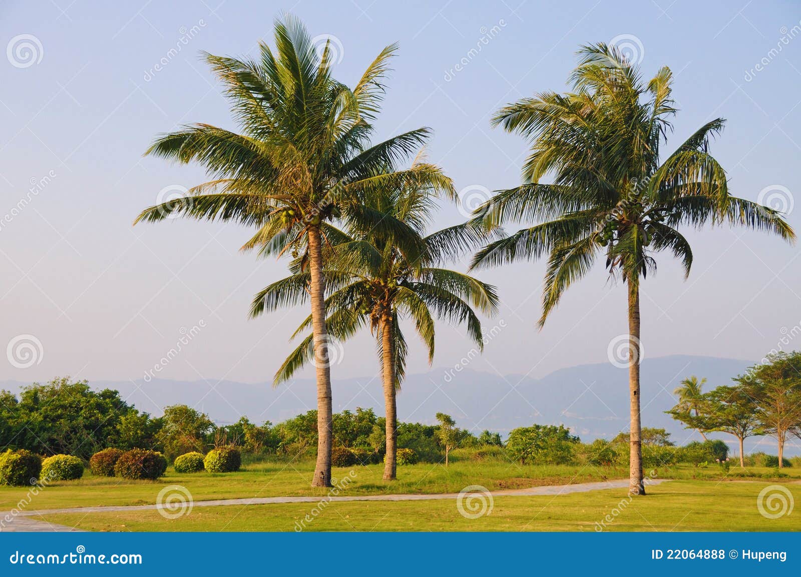 Stone path with palm trees stock photo. Image of grassland - 22064888