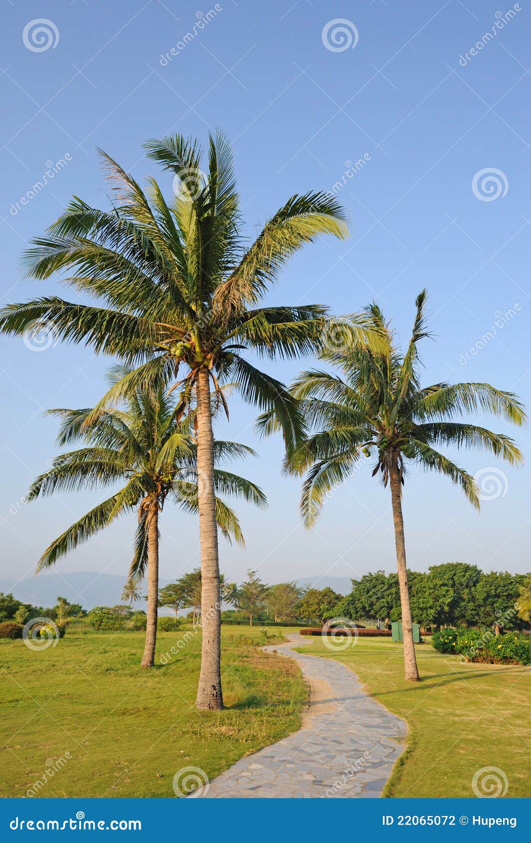 Stone path with palm trees stock photo. Image of calm - 22065072