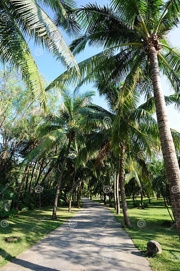 Stone path with palm trees stock image. Image of garden - 22214169