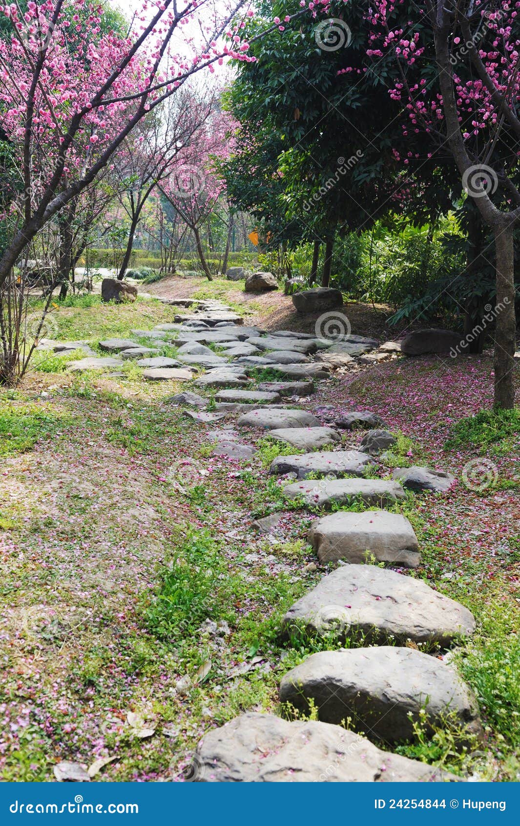 Stone Path with Plum Blossom Stock Photo - Image of bunch, detail: 24254844