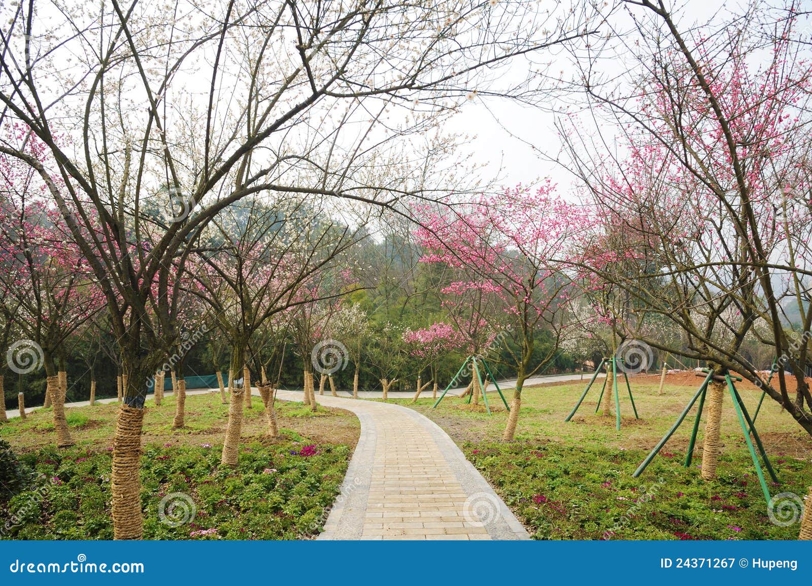 Stone Path with Plum Blossom Stock Image - Image of blooms, floral ...