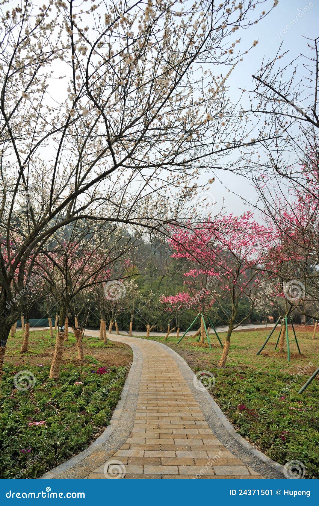 Stone Path with Plum Blossom Stock Image - Image of blossoming ...