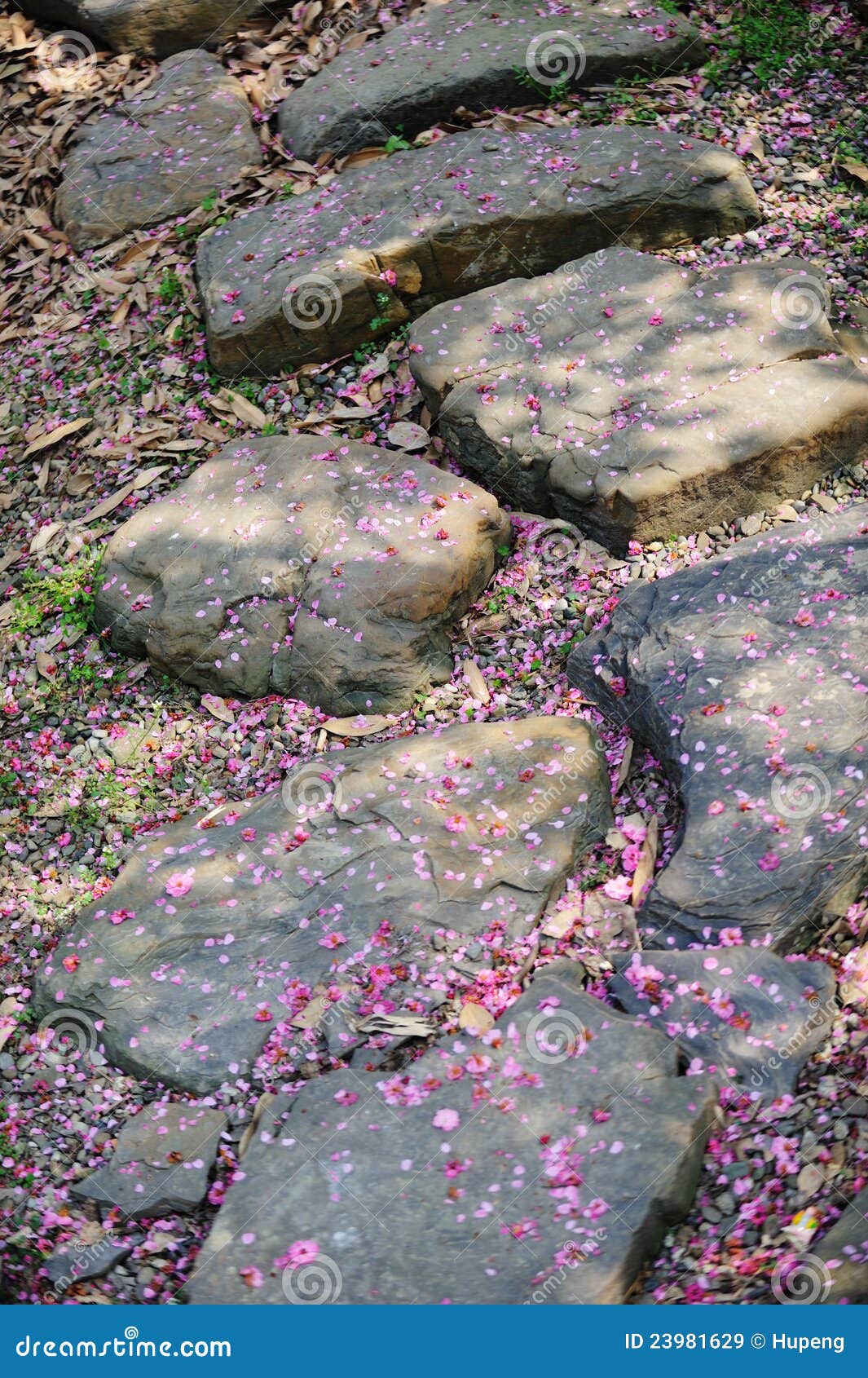 Stone Path with Plum Blossom Petal Stock Image - Image of fall, flowers ...