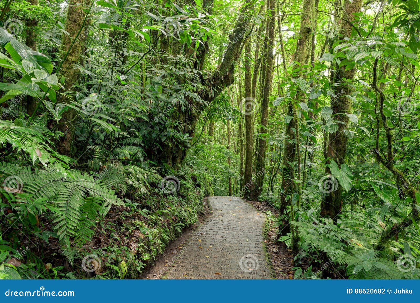 Stone Path in Rainforest Monteverde Costa Rica Stock Photo - Image of ...