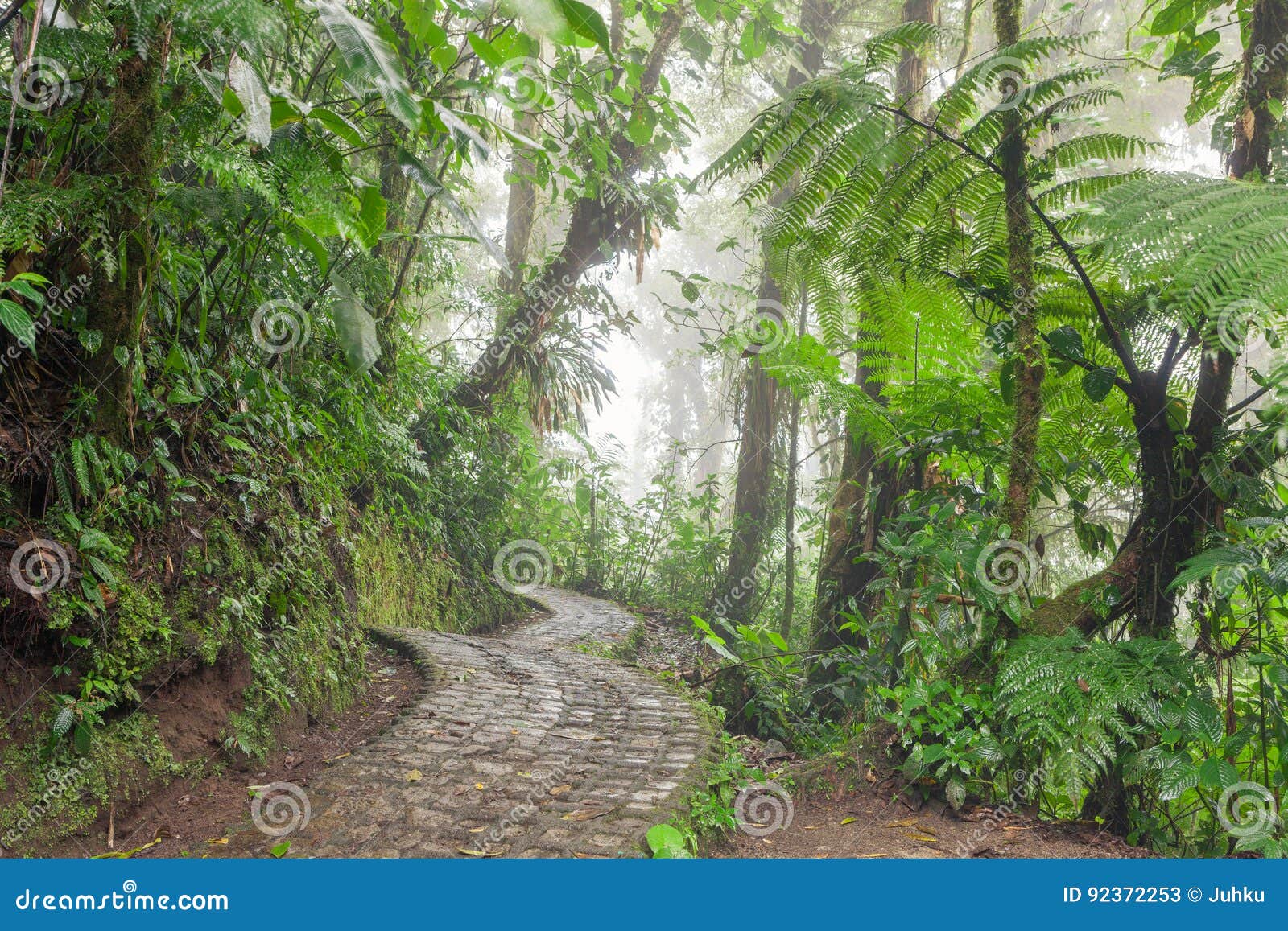 Stone Path in Rainforest Monteverde Costa Rica Stock Image - Image of ...