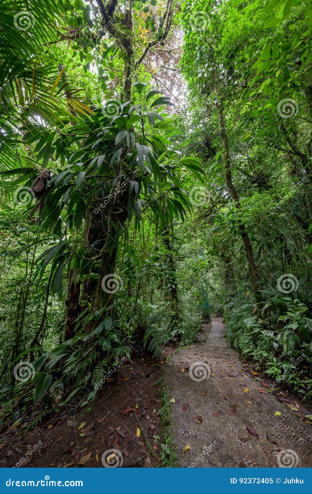Stone Path in Rainforest Monteverde Costa Rica Stock Image - Image of ...