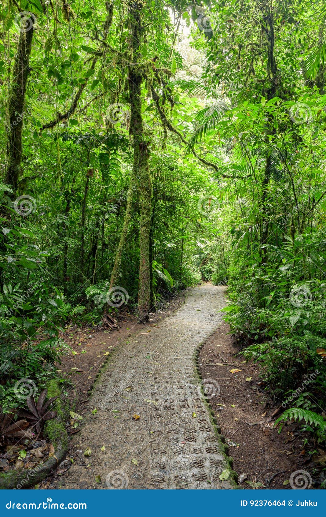 Stone Path in Rainforest Monteverde Costa Rica Stock Photo - Image of ...