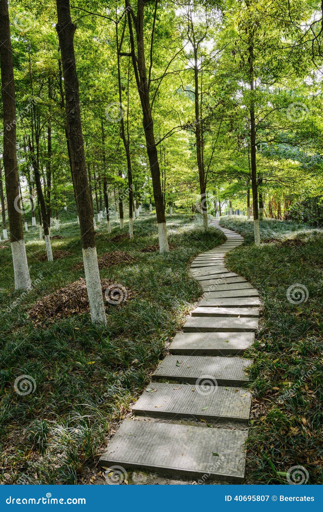 Stone path in spring woods stock image. Image of tree - 40695807