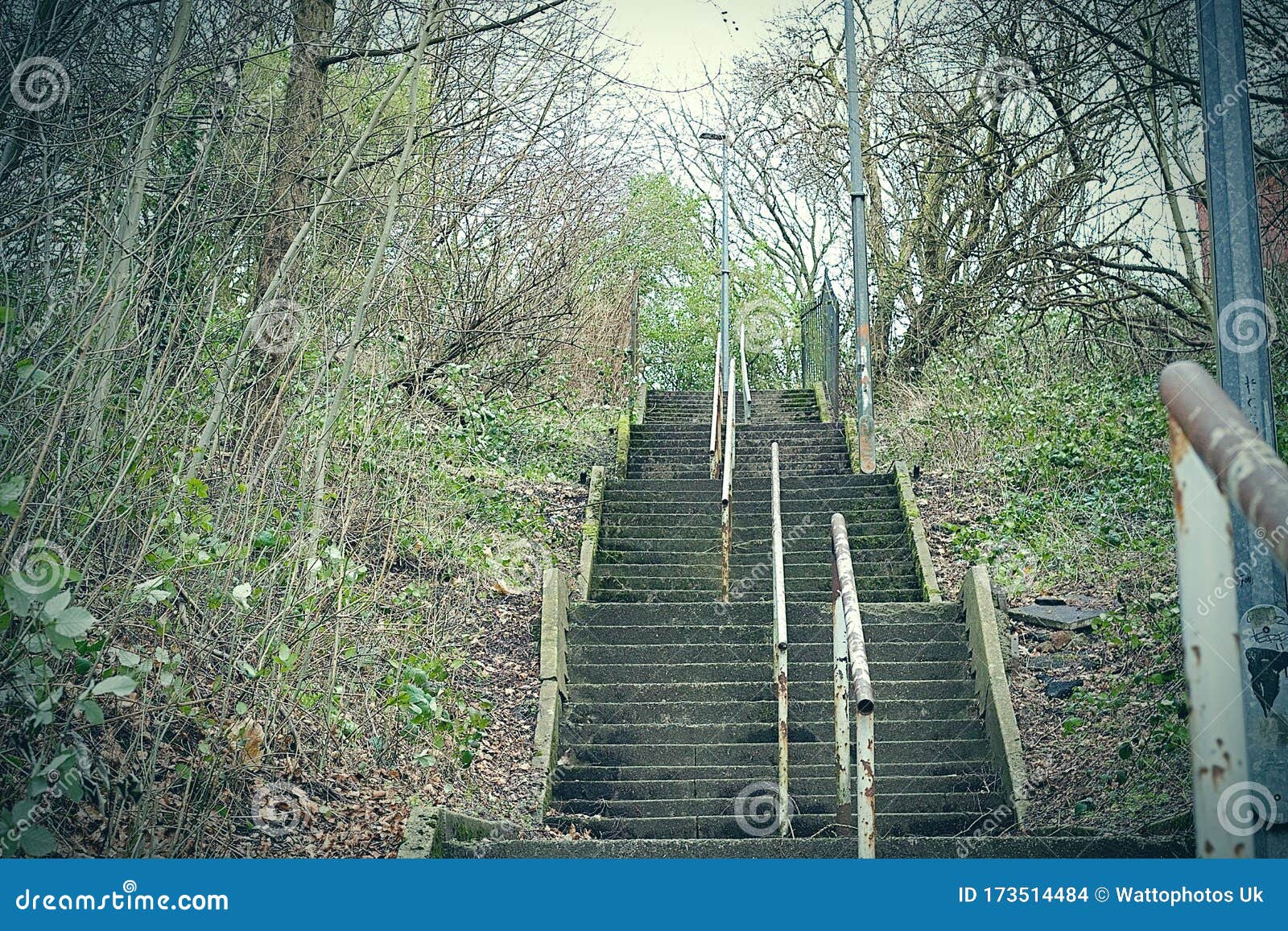 Stone Path Steps with Forest Trees Each Side of Steps Bright View Stock ...