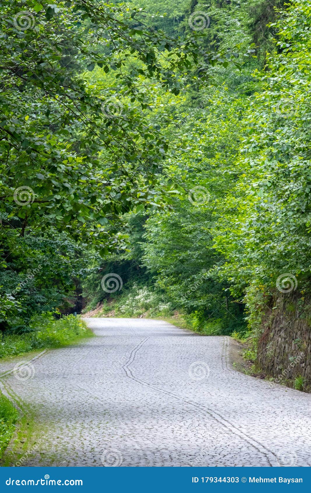Stone Path between the Trees Stock Image - Image of valley, moselle ...