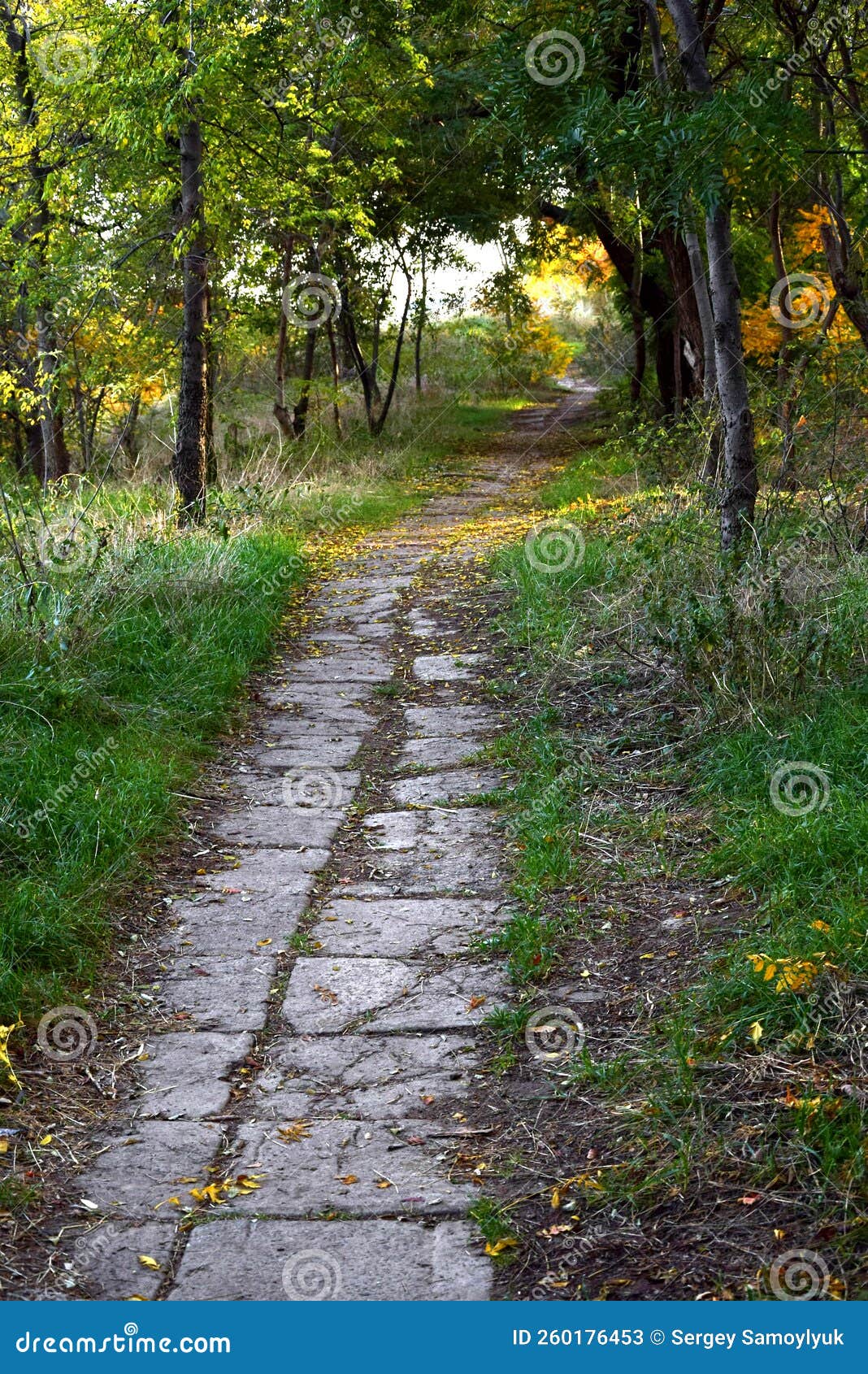 Stone Path among the Trees in Autumn Stock Image - Image of natural ...