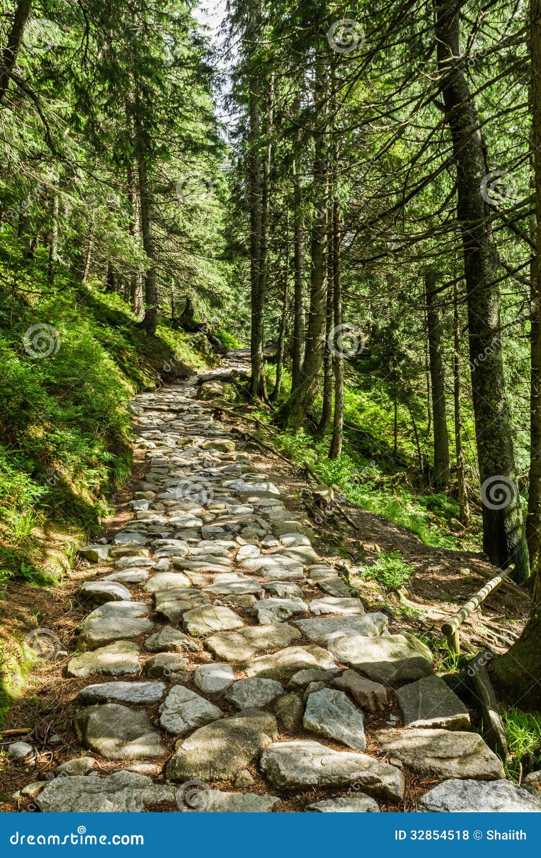 Stone Path between the Trees in the Mountains Stock Photo - Image of ...