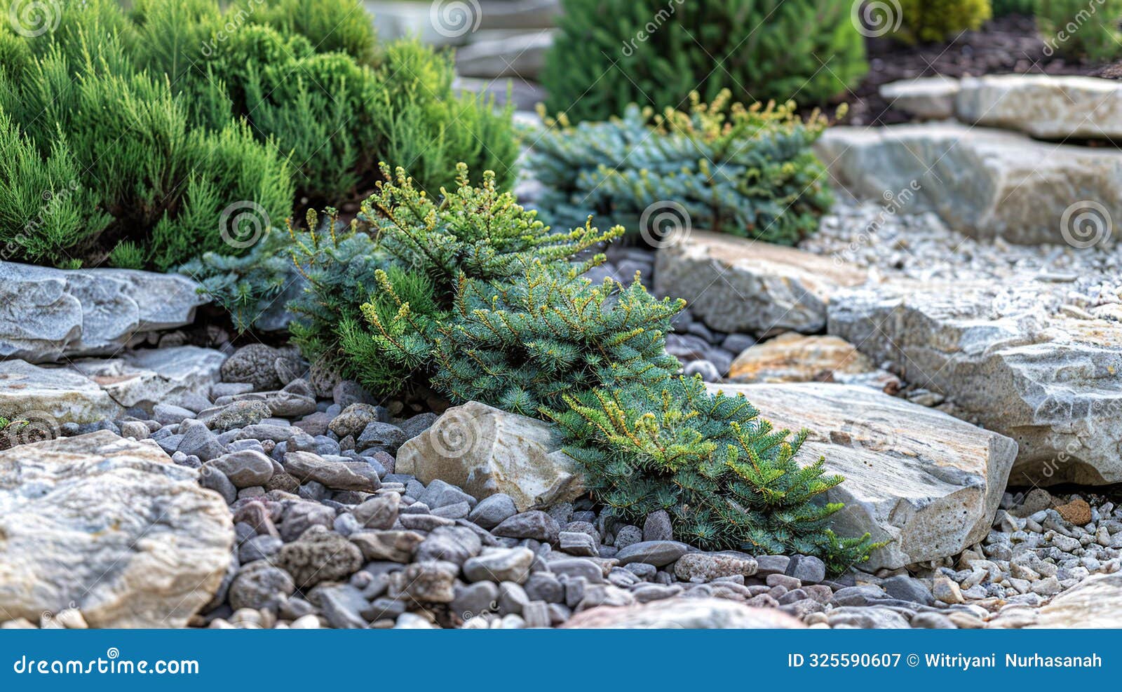 Stone Pathway With Evergreen Shrubs Stock Photo | CartoonDealer.com ...