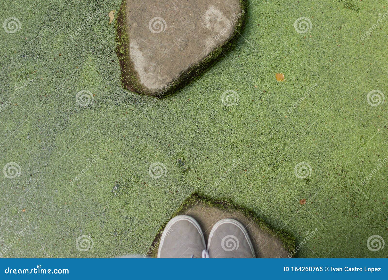 Stone Pathway on Green Water with Microalgae Stock Image - Image of ...
