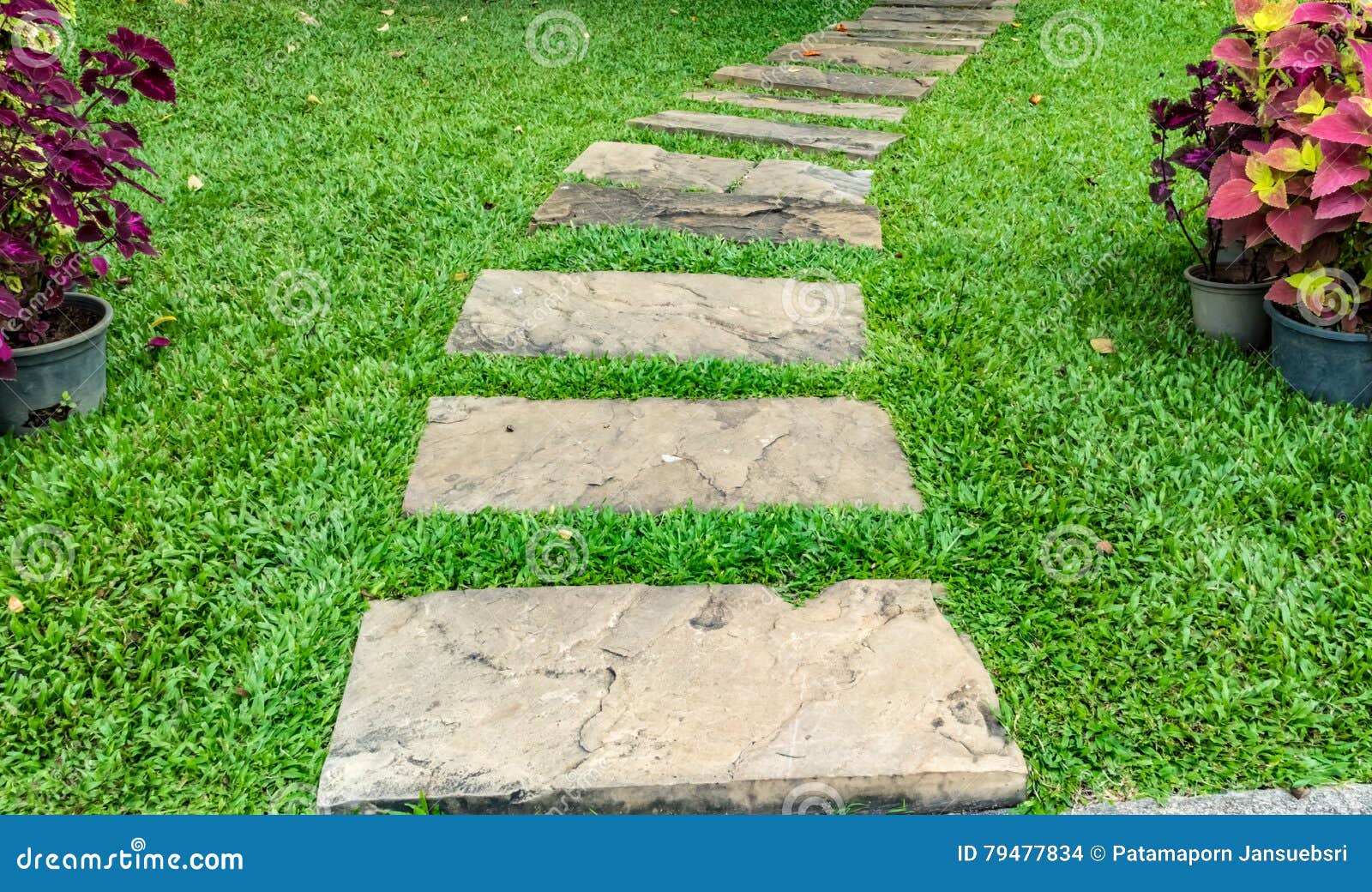 Stone Pathway in the park stock photo. Image of plant - 79477834