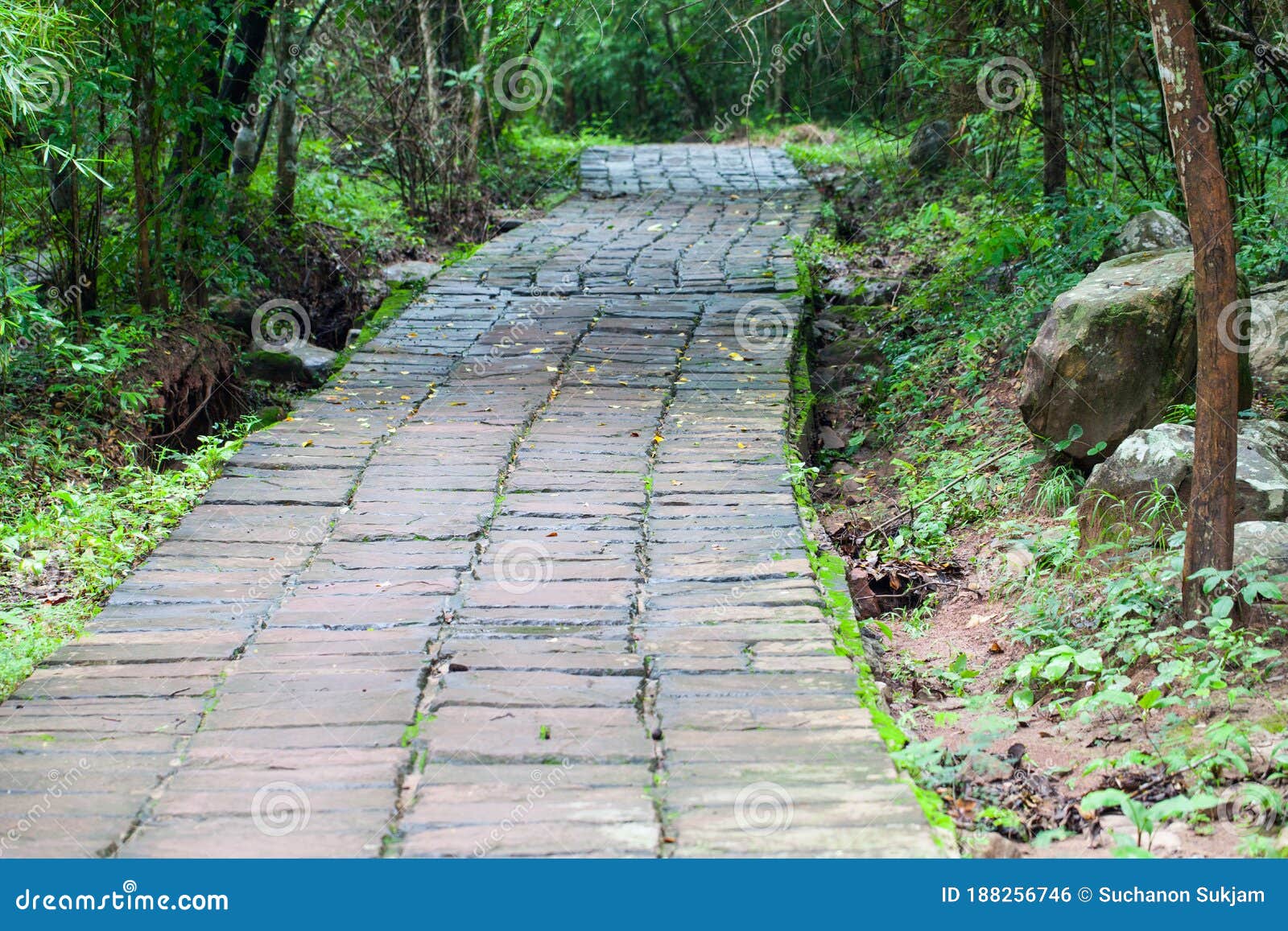 Stone Pathway Passing Thru the Waterfall Stock Photo - Image of ...