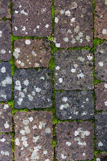 Stone pathway texture stock photo. Image of brick, plant - 66647336