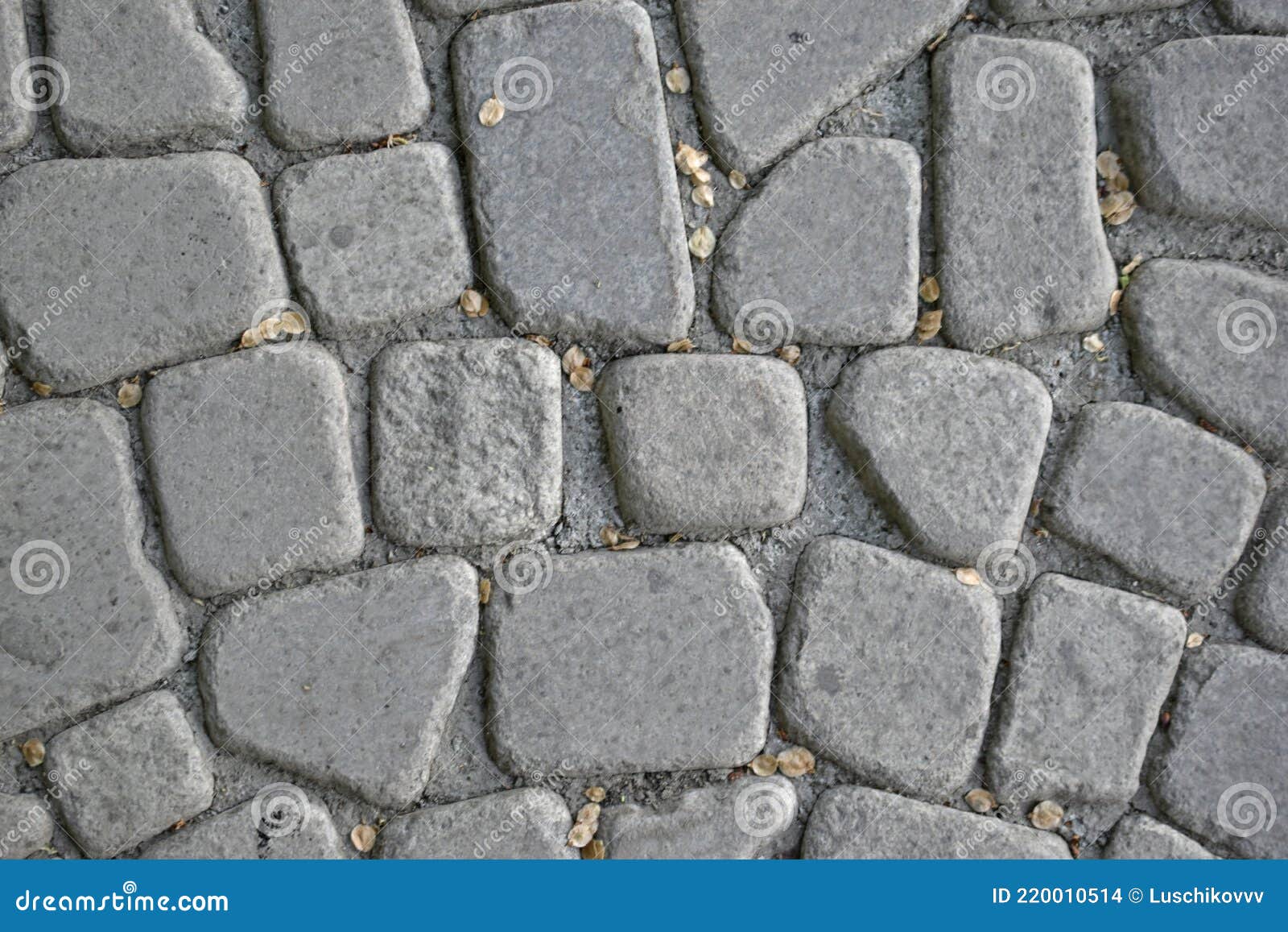 Stone-paved Path Close-up in the Evening with Tree Seeds Stock Photo ...