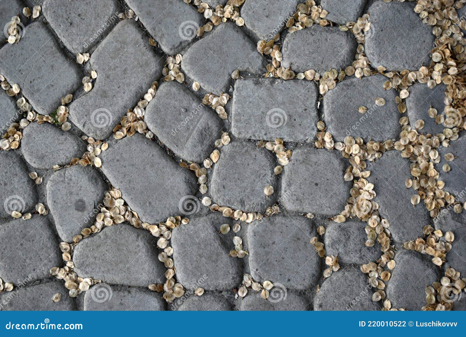 Stone-paved Path Close-up in the Evening with Tree Seeds Stock Photo ...