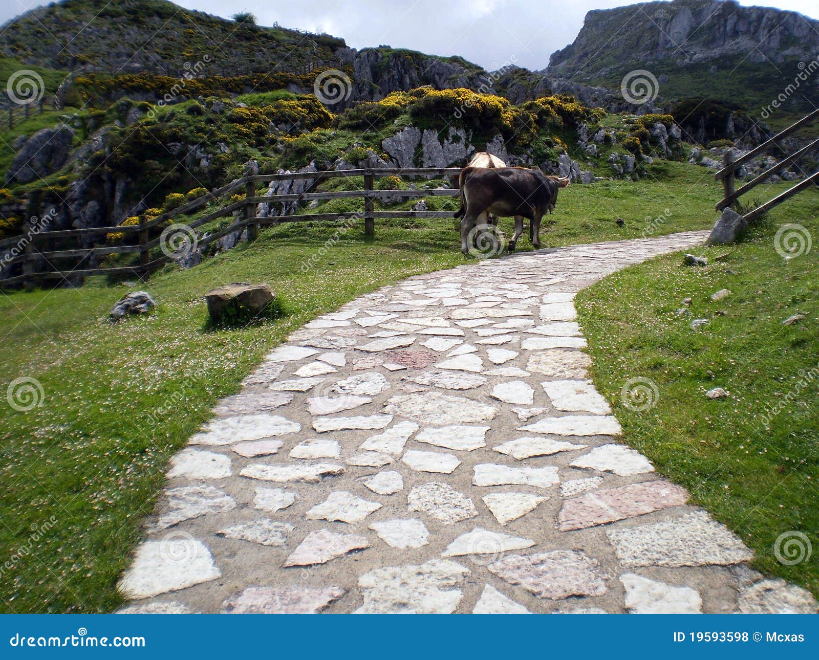 Stone Pavement With Rough Wet Granite Boulders. Historic Medieval ...
