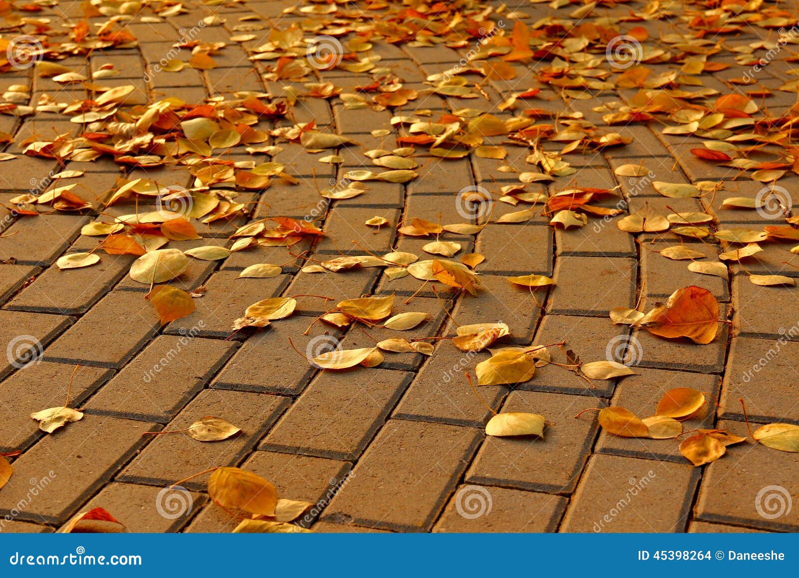 Stone Pavement in Golden Autumn Leaves Stock Photo - Image of ...