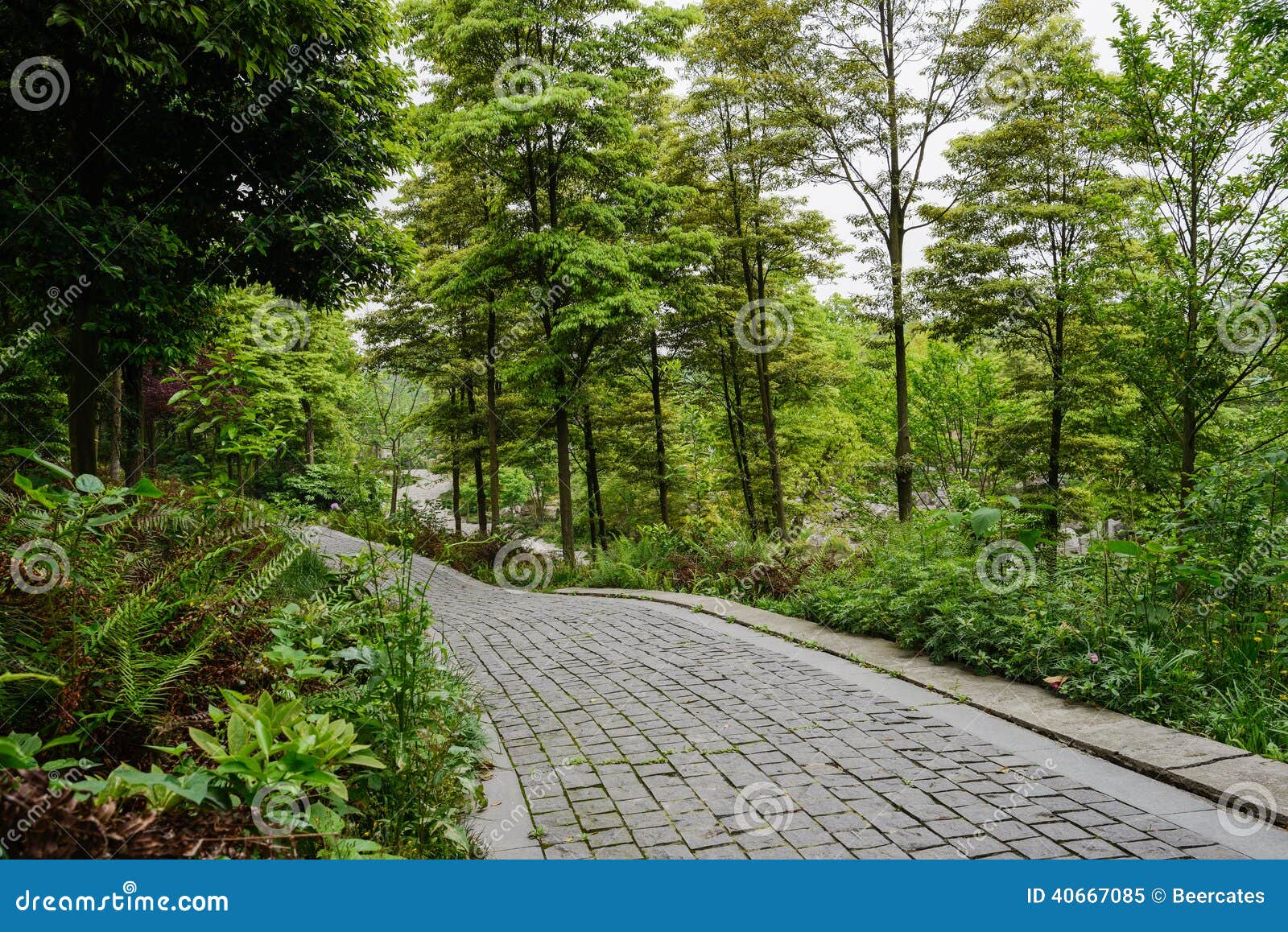 Stone Pavement on Hillside in Spring Woods Stock Image - Image of ...