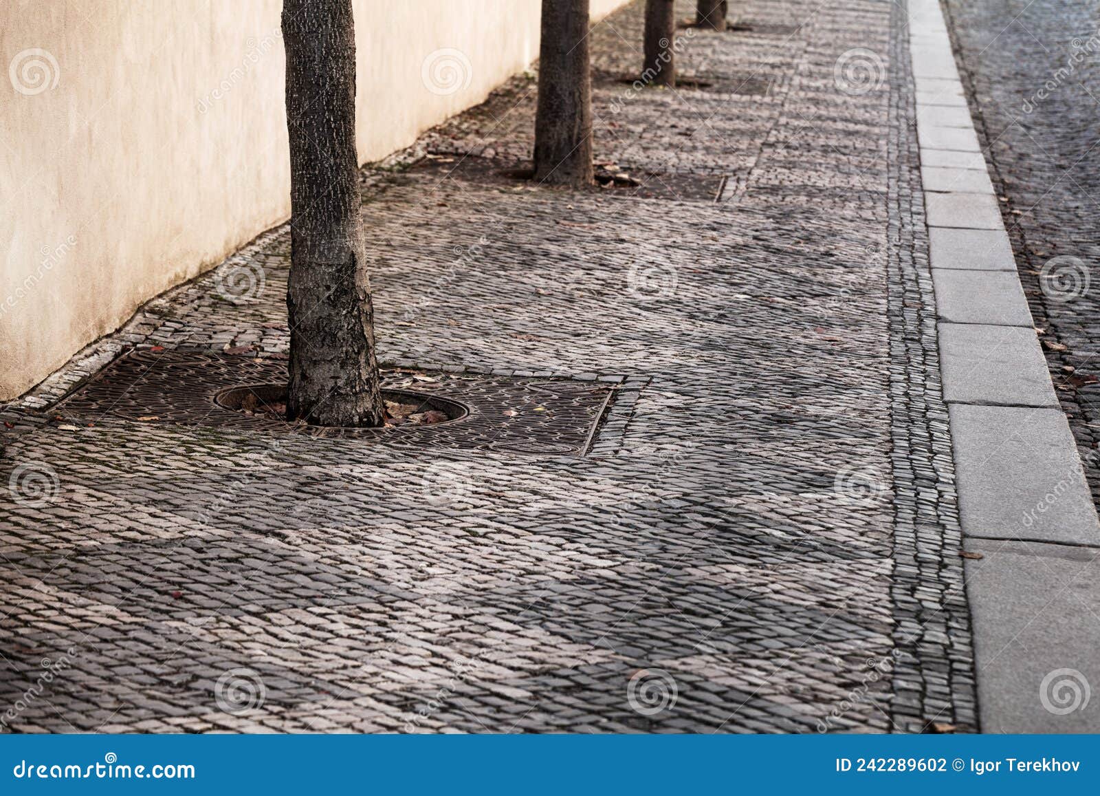 Stone pavement with trees stock photo. Image of environment - 242289602