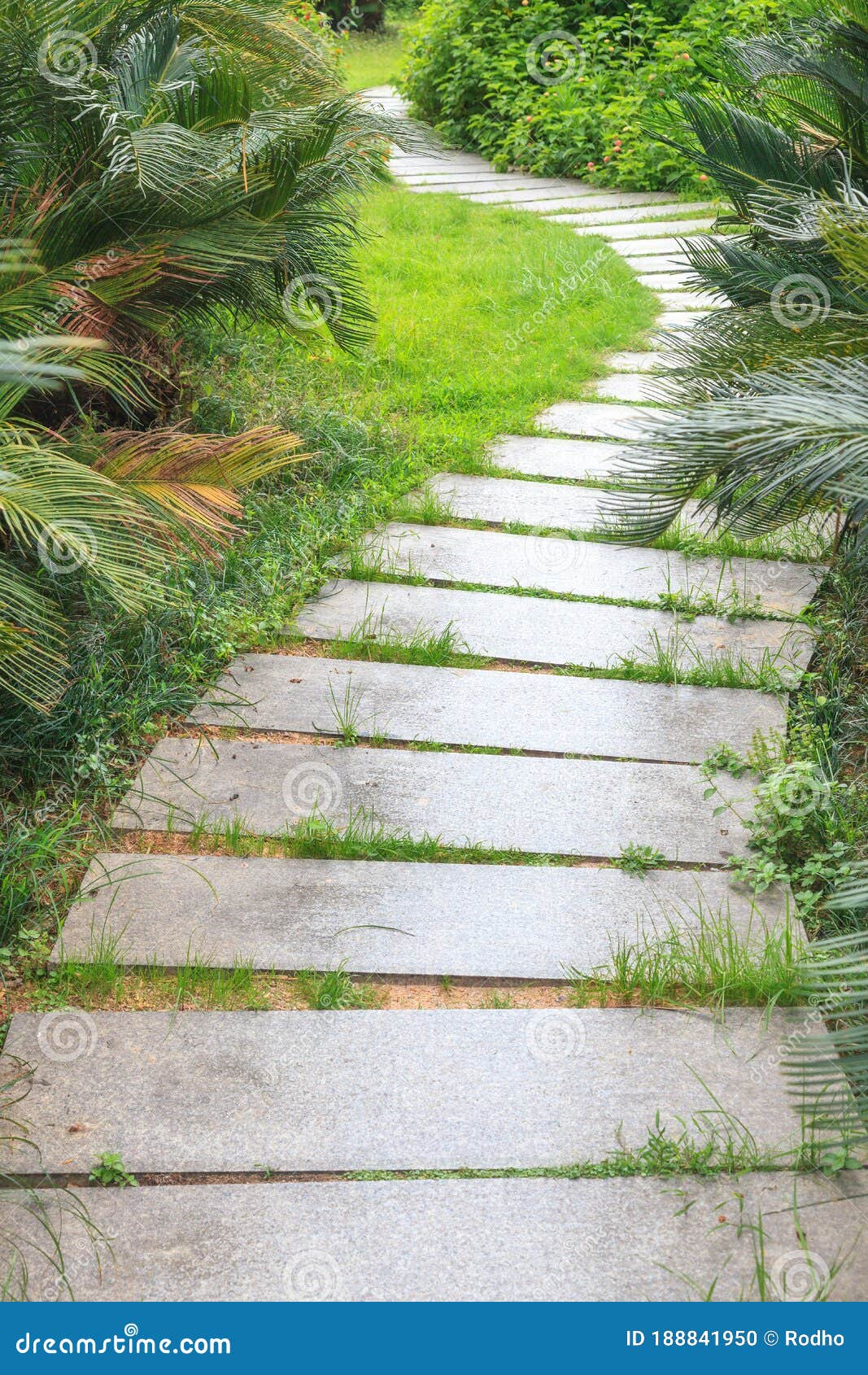 The Stone Pavement Winding Its Way through a Tranquil Forest Stock ...