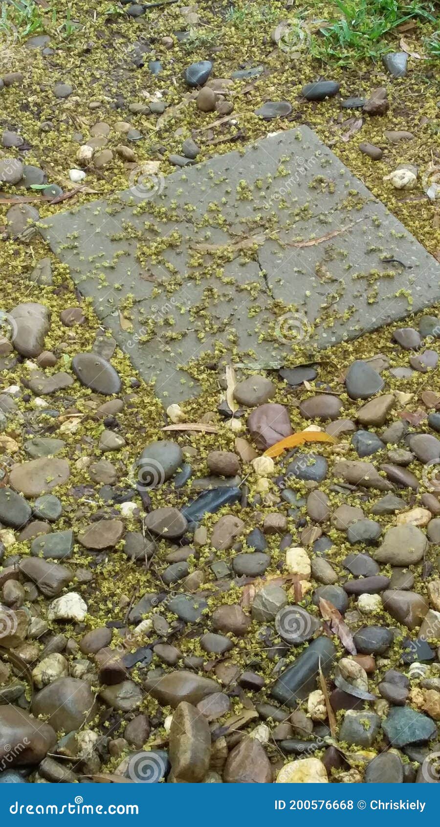 Stone Pebbles on pavement stock photo. Image of fallen - 200576668