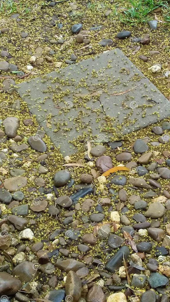 Stone Pebbles on pavement stock photo. Image of fallen - 200576668