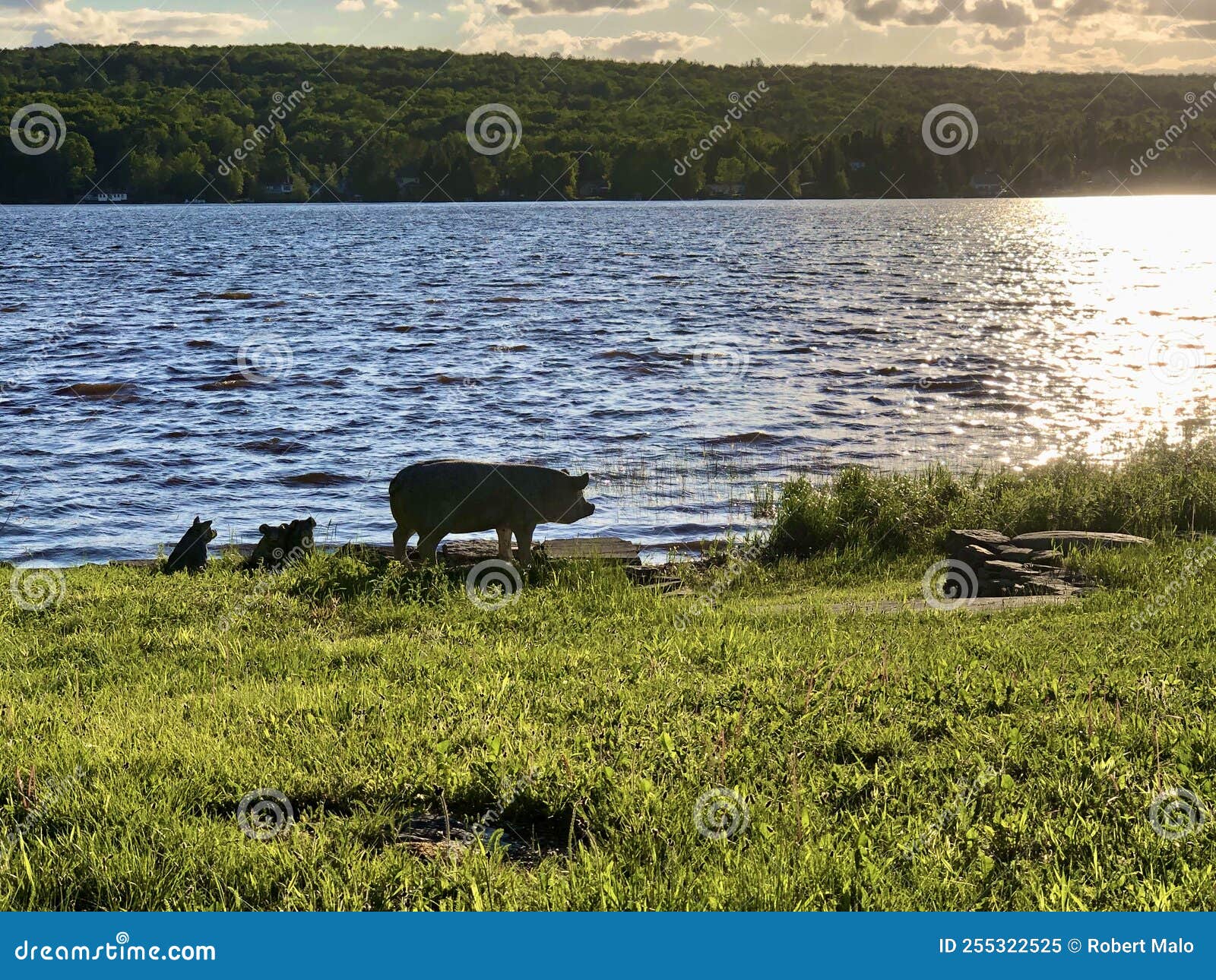 Stone pig by lake stock image. Image of sunshine, setting - 255322525