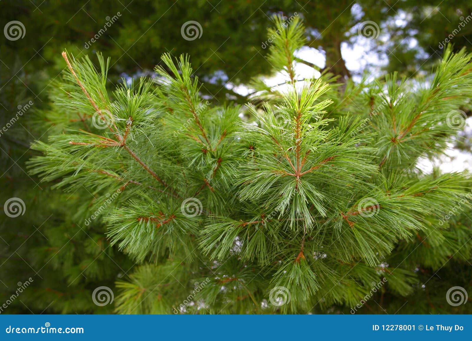 Stone Pine stock image. Image of scene, cold, coniferous - 12278001