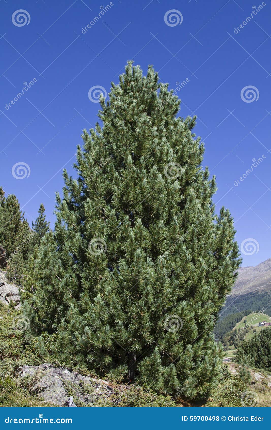 Stone pine stock photo. Image of zirm, conifers, arolla - 59700498
