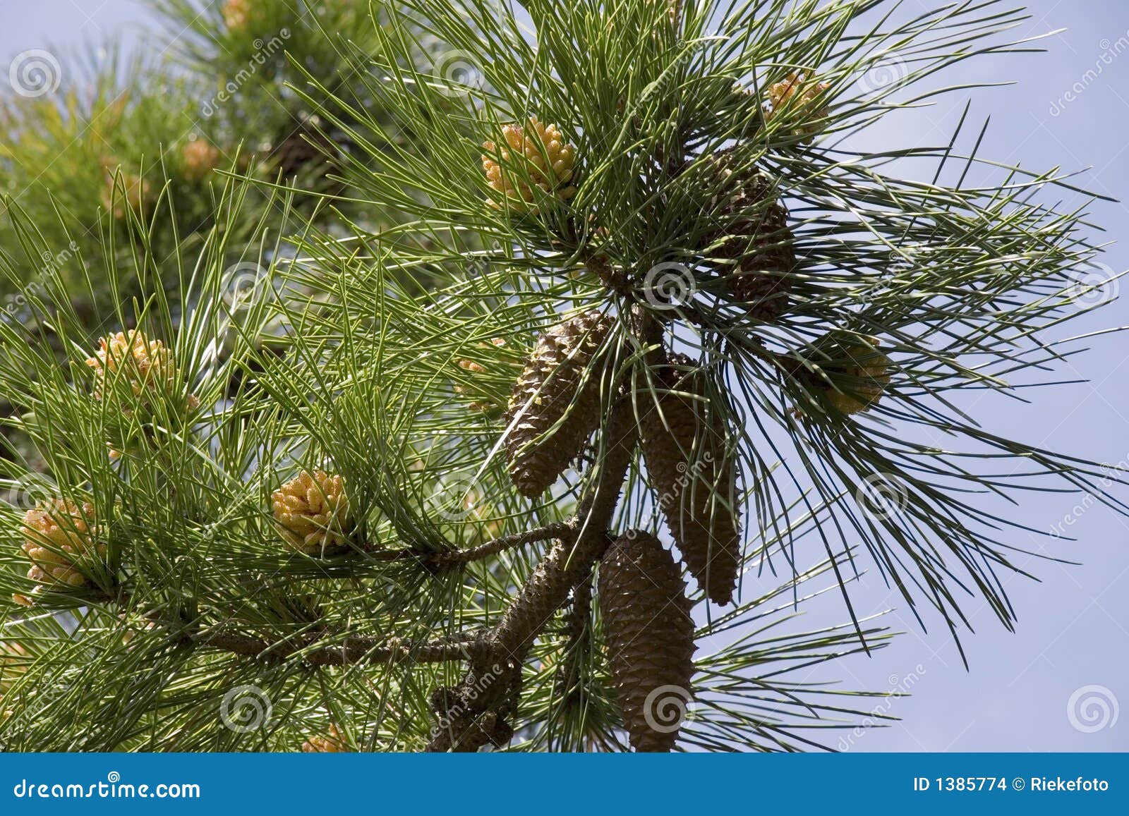 Stone pine with cones stock photo. Image of cusp, needle - 1385774