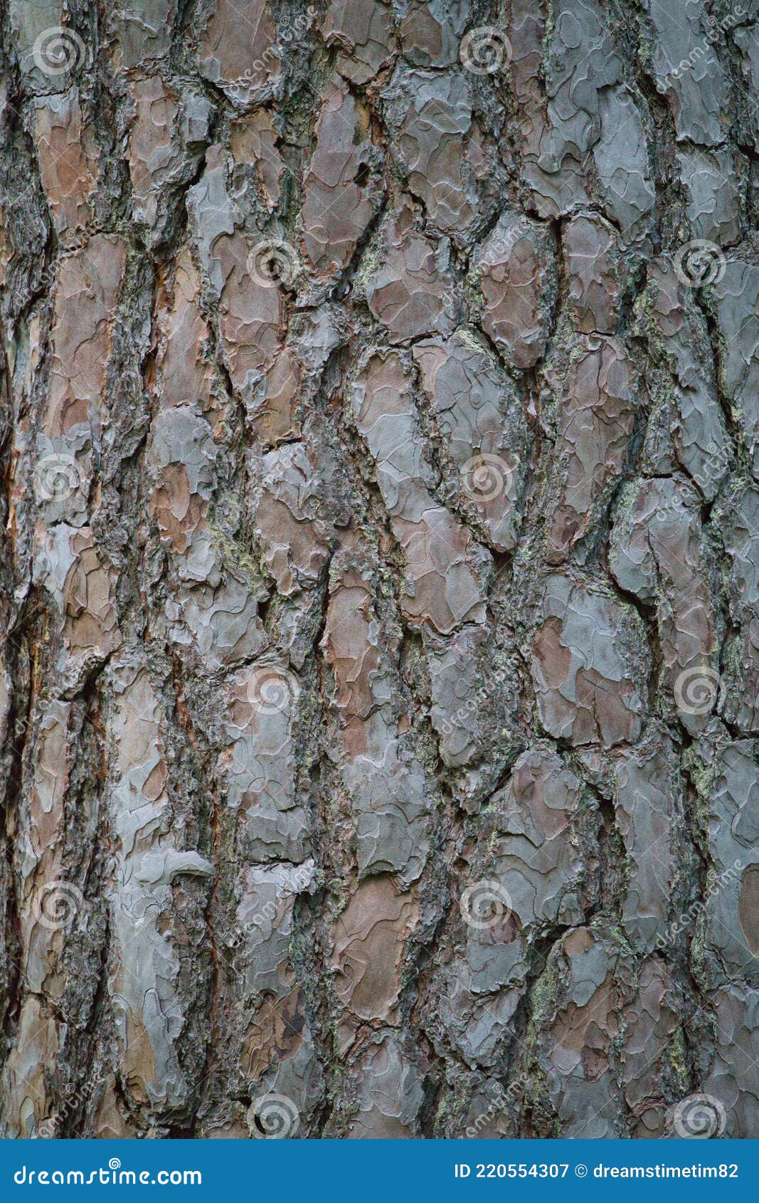 The Stone Pine Cortex. Pine Bark. Nature Concept Stock Image - Image of ...