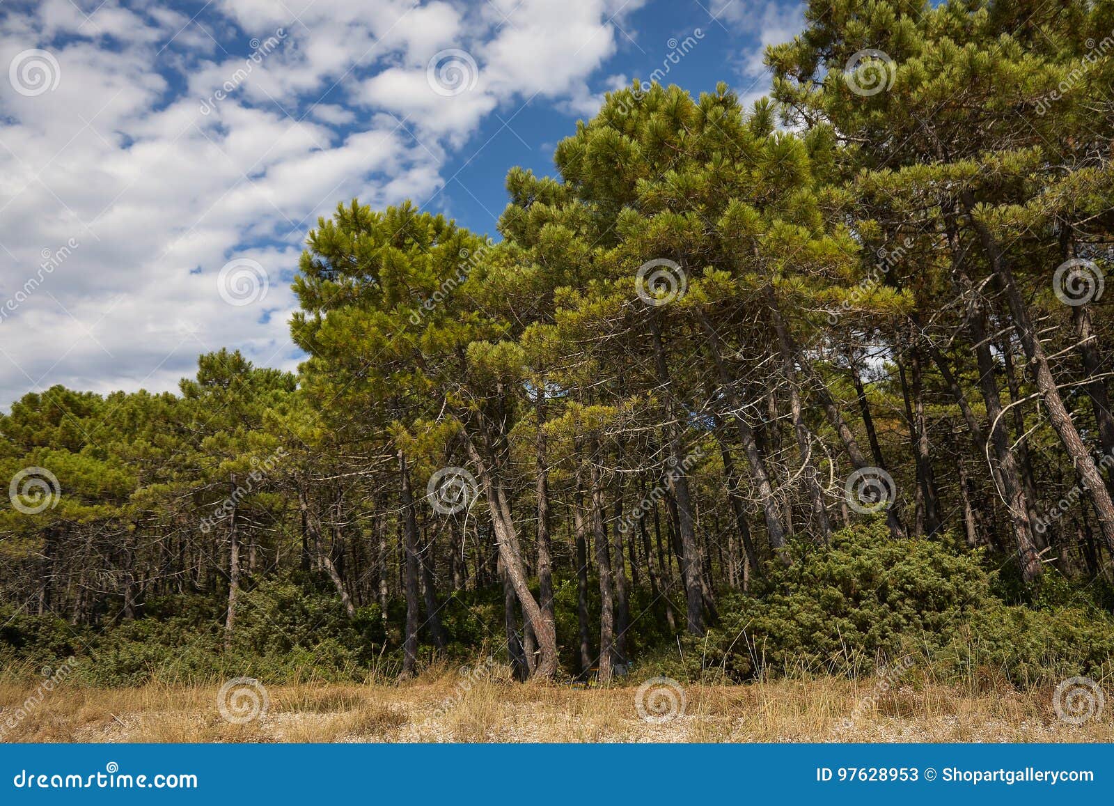 Stone Pine Forest stock image. Image of outdoors, italian - 97628953