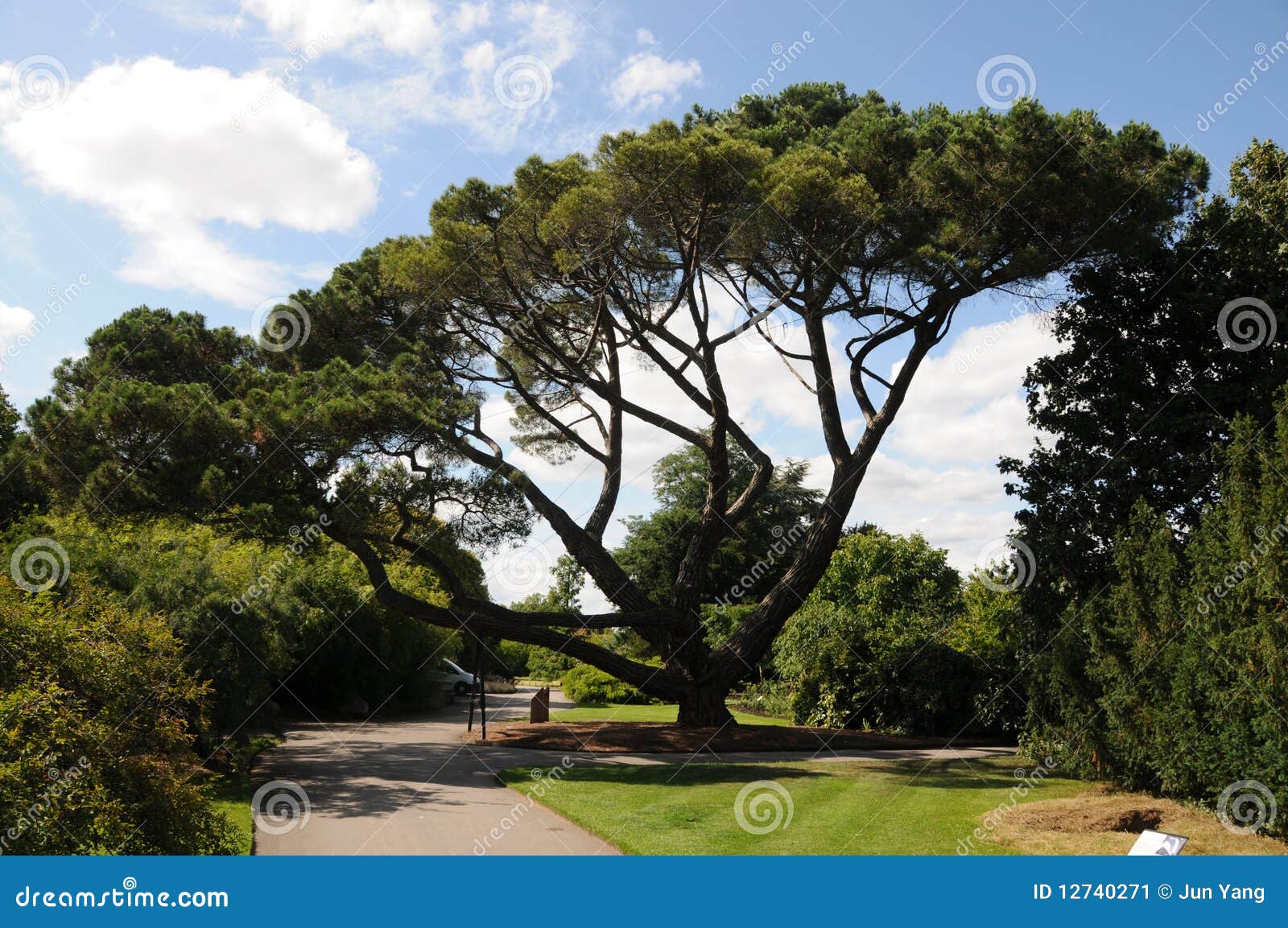 Stone pine in Kew Garden stock image. Image of pine, cloud - 12740271