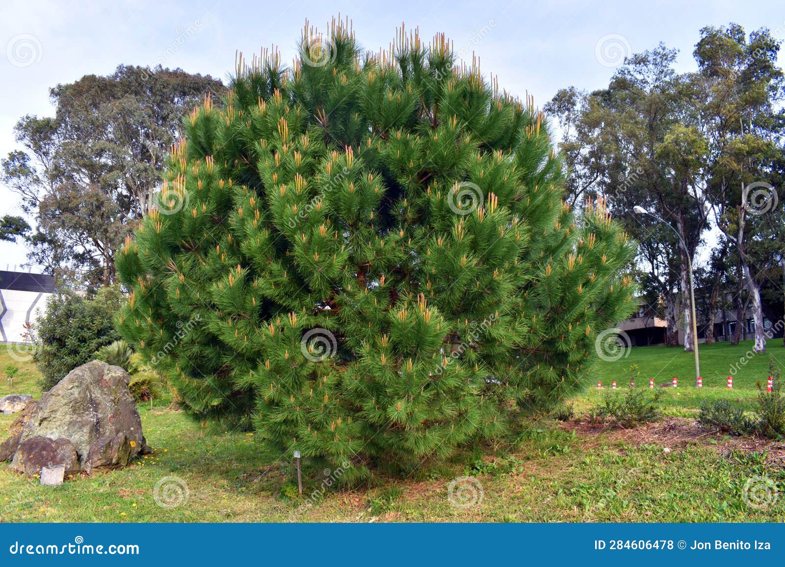 The Stone Pine (Pinus Pinea) in a Garden or Park Stock Photo - Image of ...