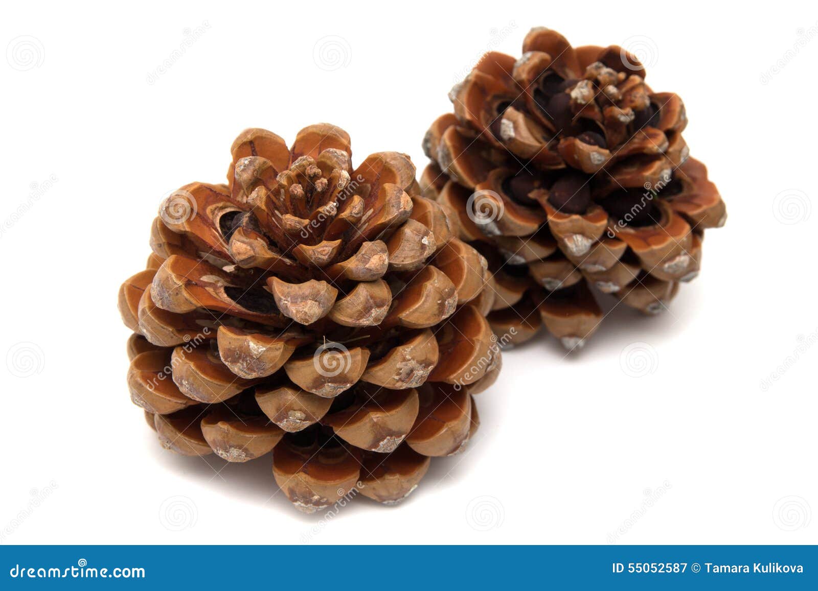 Stone pine, Pinus Pinea stock image. Image of ovoid, nuts - 55052587