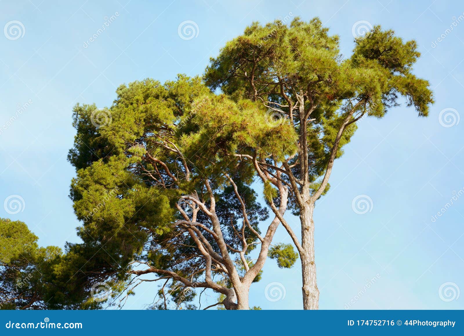 Stone pine, Pinus pinea. stock photo. Image of blue - 174752716
