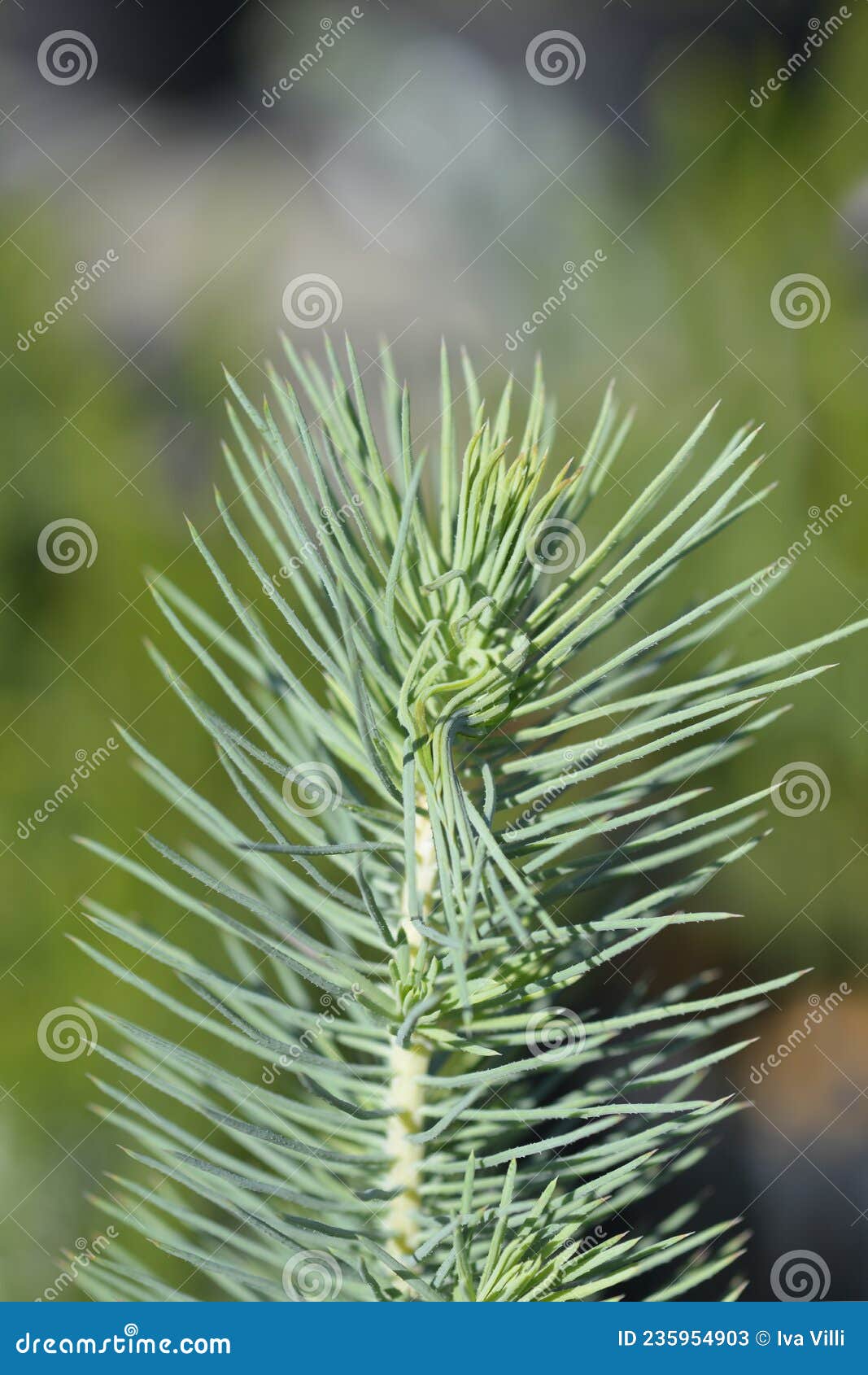 Stone Pine Silver Crest stock image. Image of crest - 235954903