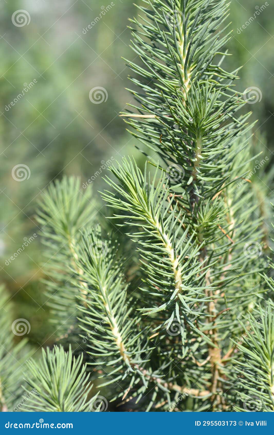 Stone Pine Silver Crest stock image. Image of foliage - 295503173