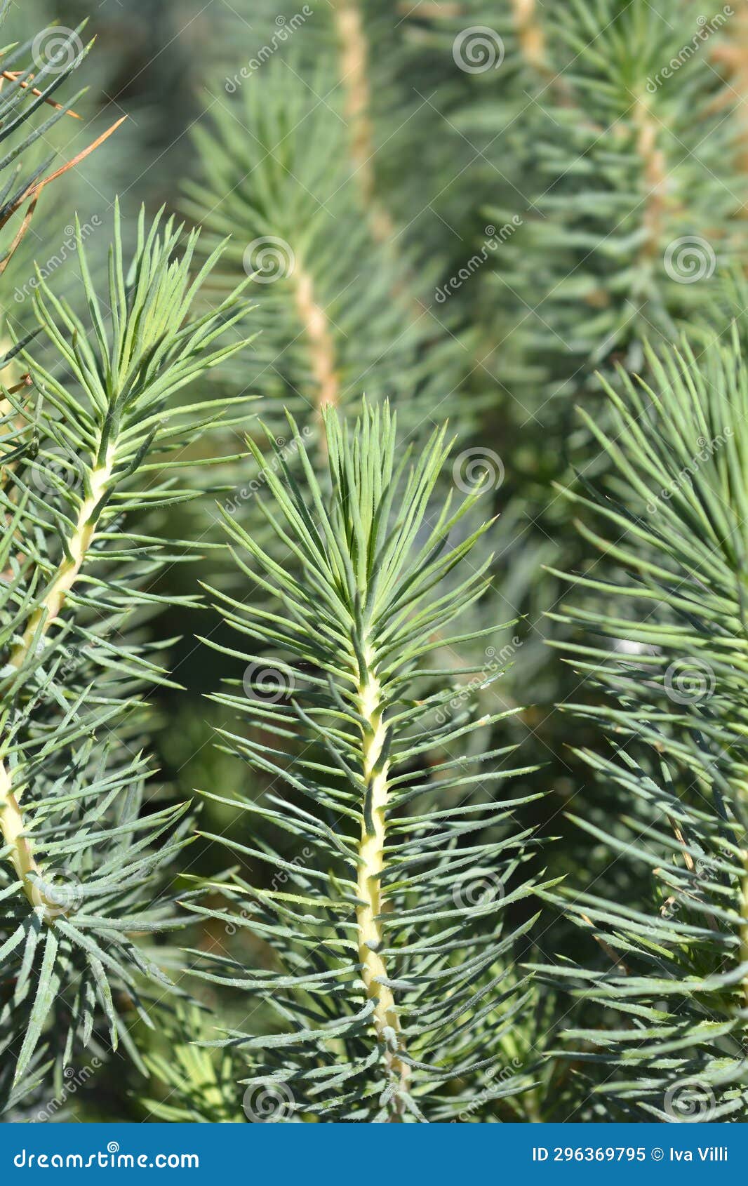 Stone Pine Silver Crest stock image. Image of outdoors - 296369795