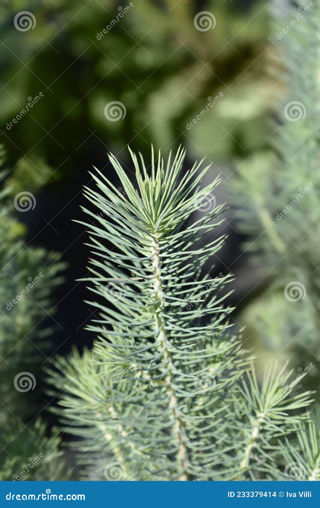 Stone Pine Silver Crest stock photo. Image of stone - 233379414