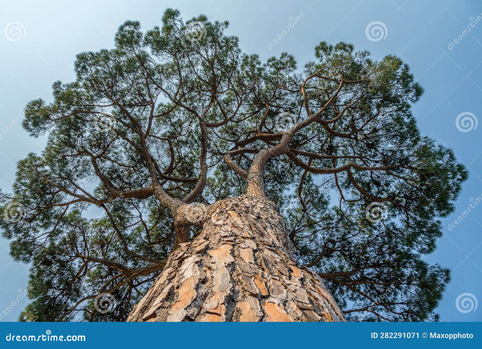Stone Pine Tree from Down in Rome. Italy Stock Image - Image of botanic ...