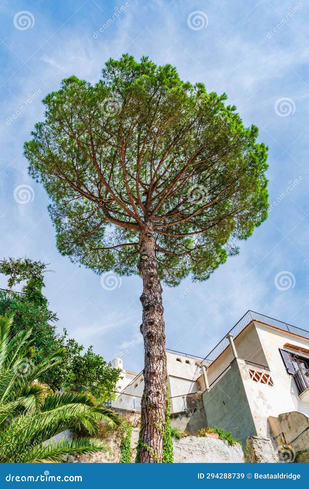 Stone pine tree in Positan stock image. Image of campania - 294288739