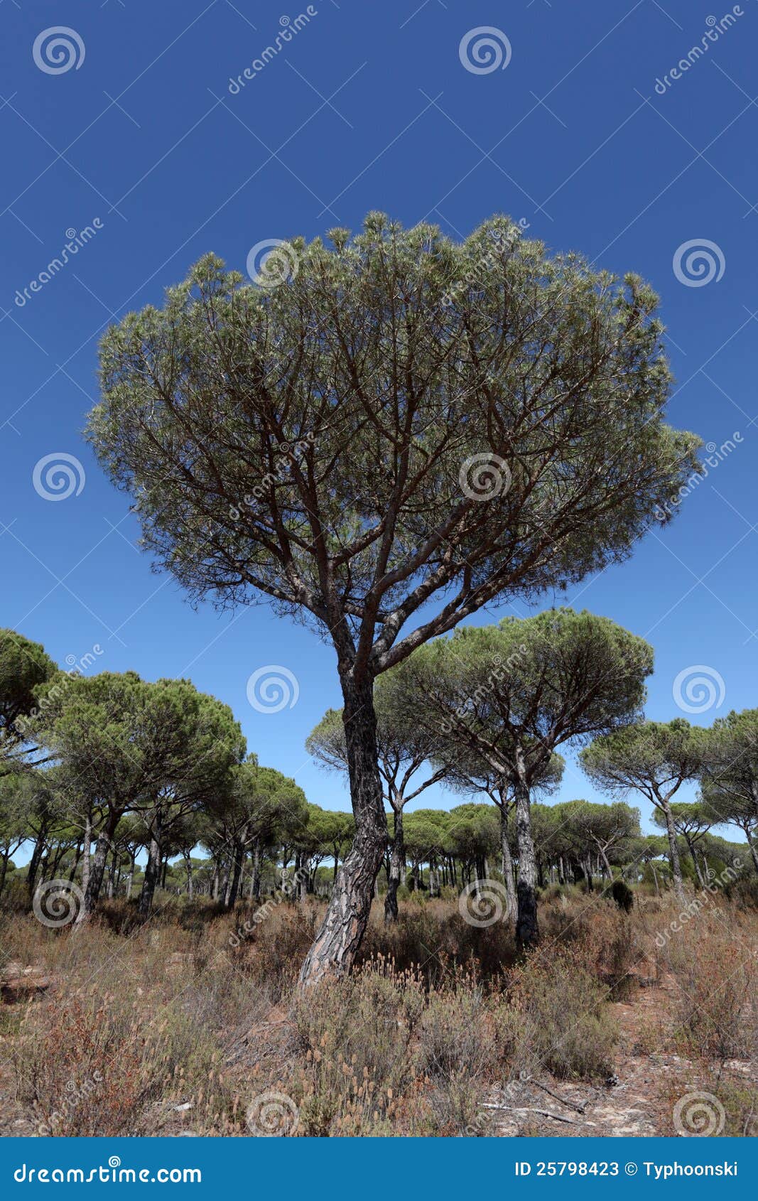 Stone Pine trees stock image. Image of outdoor, national - 25798423