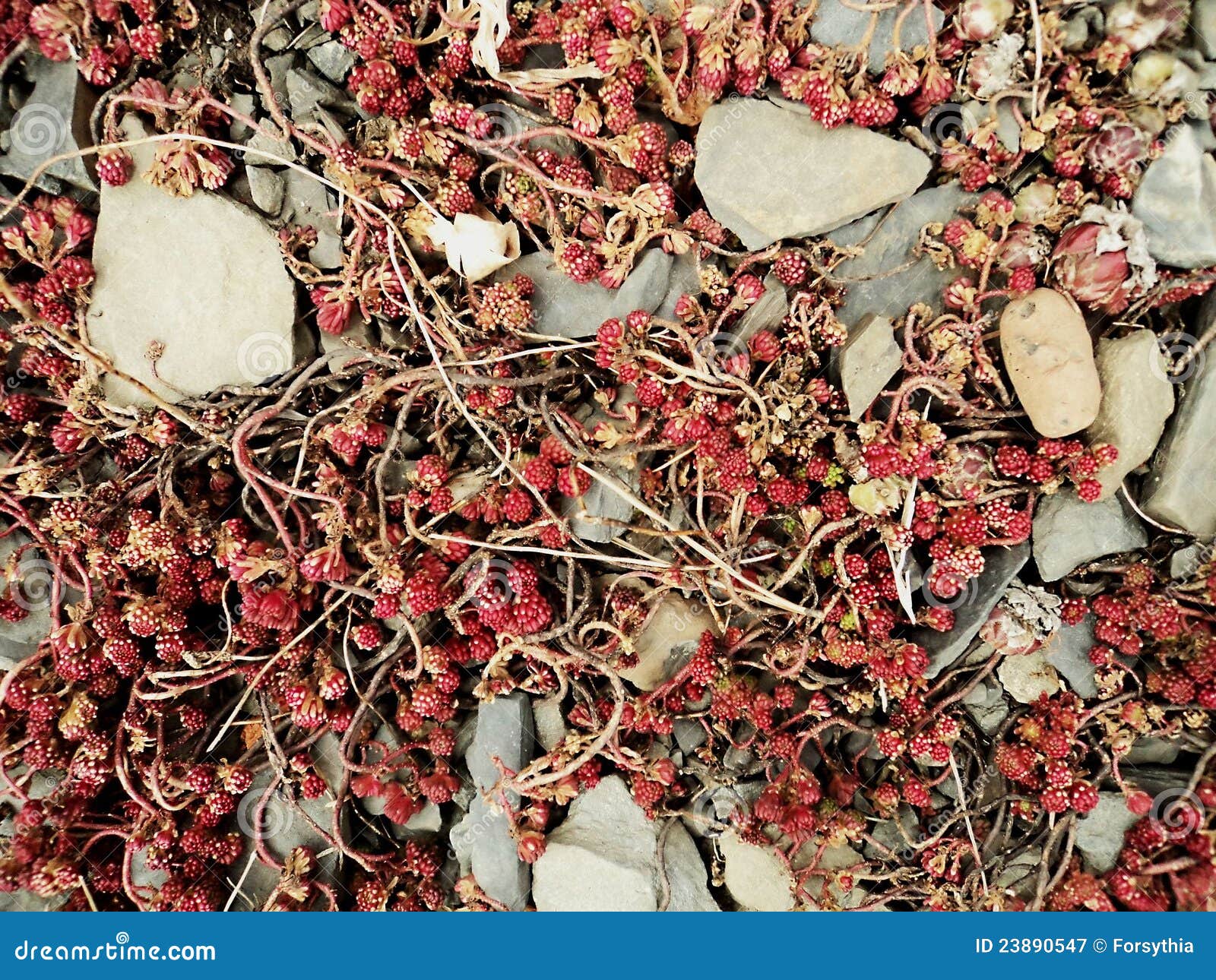 Stone and plant texture stock image. Image of flora, garden - 23890547