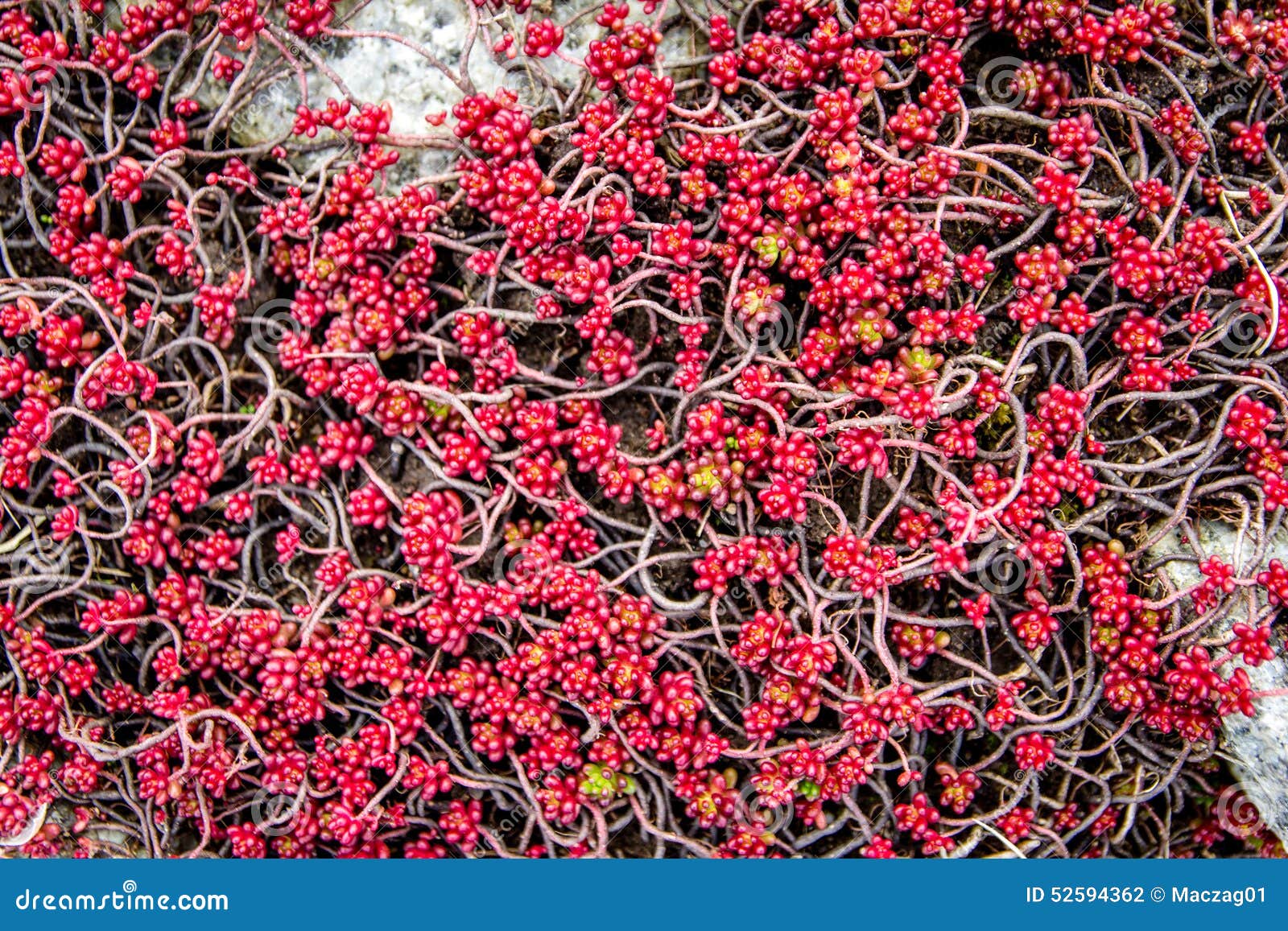 Stone and Plant Texture - Red Sedum Stock Photo - Image of beautiful ...